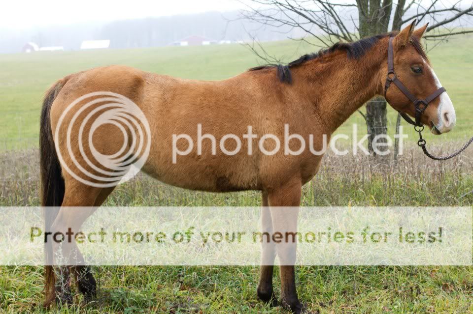 Critique this filly | The Horse Forum