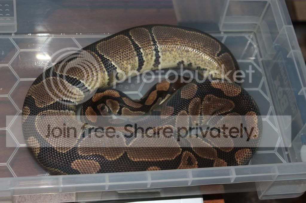 Wales - Selection of wild type female royal pythons for sale | Reptile ...