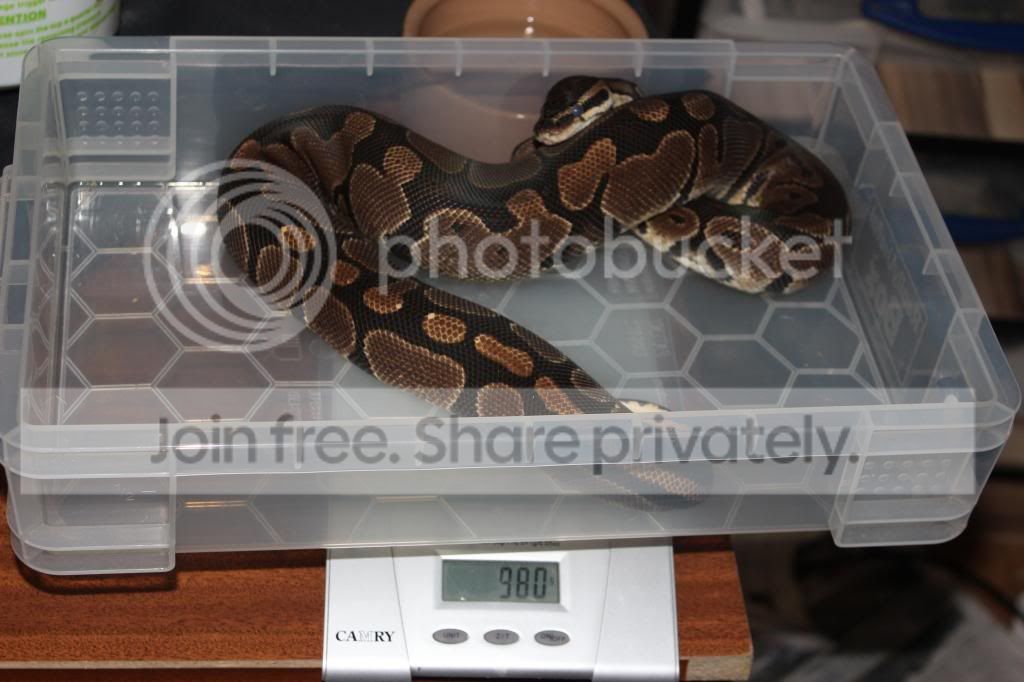 Wales - Selection of wild type female royal pythons for sale | Reptile ...