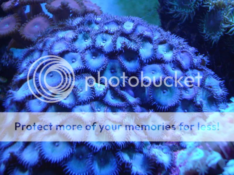Zoas, Tyree Toadstools, Caps | REEF2REEF Saltwater and Reef Aquarium Forum