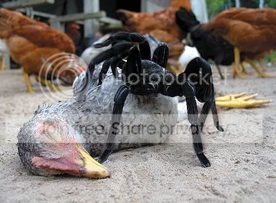 Identify this mutant | NeoGAF